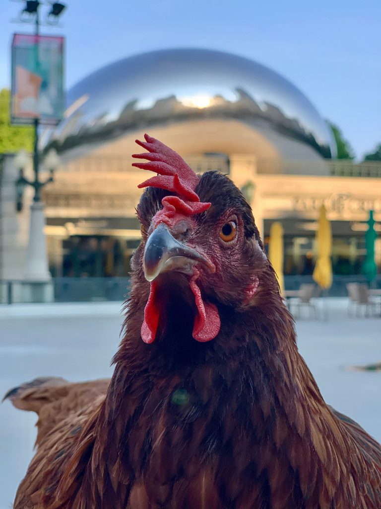 The Secret Life of Poultry: Sammi the Adventurer - Backyard Poultry